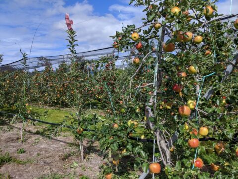 Visit Azumino: The Best Things To Do Just Outside of Matsumoto City ...