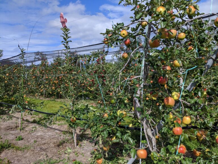 Visit Azumino: The Best Things To Do Just Outside of Matsumoto City ...