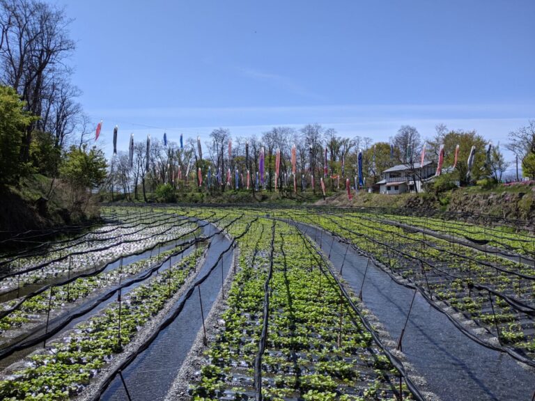 Wasabi Farm Walking Tour & Lunch – Matsumoto Experience