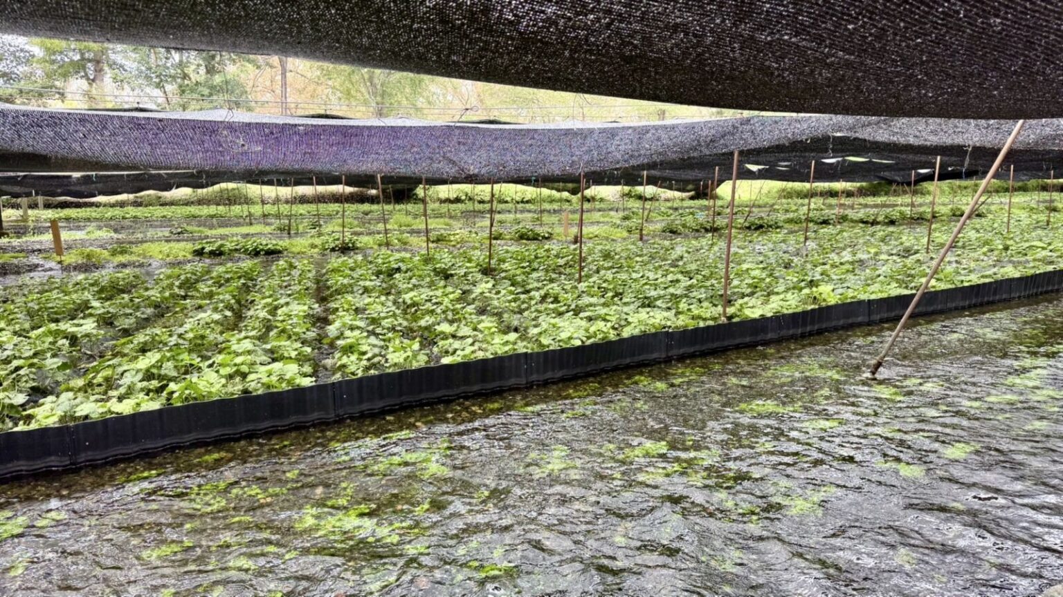 Daio Wasabi Farm: A Peaceful Half-Day Trip from Matsumoto – Matsumoto ...